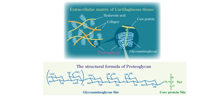 Proteoglycan IPC｜RESEARCH & DEVELOPMENT｜ICHIMARU PHARCOS