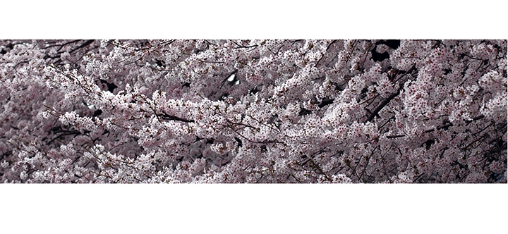 SAKURA Extract B｜RESEARCH & DEVELOPMENT｜ICHIMARU PHARCOS